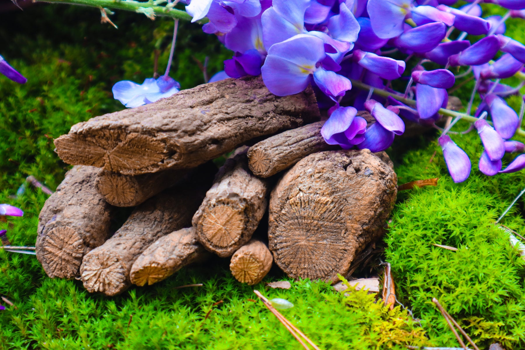 Palo Guaco root and powder Wildcrafted Organic Healing Herb – Alkaline ...